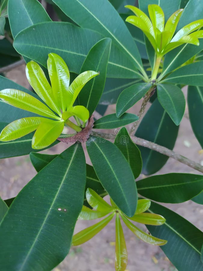 Nice Tree Green Leaf Colour Stock Image - Image of nice, green: 200520597