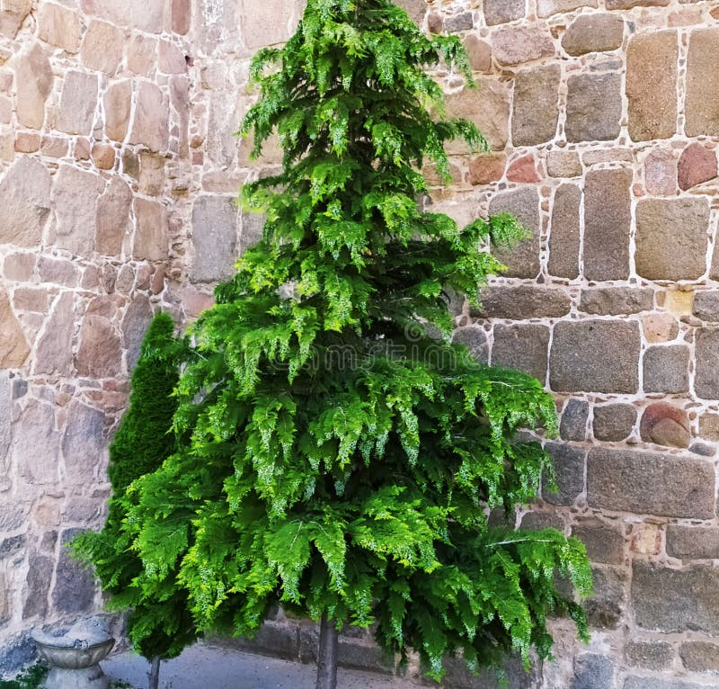Nice Tree with Green Leaves and Leafy. Brick Wall. Stock Photo - Image ...