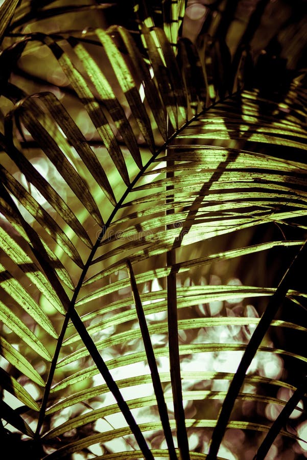 Nice Tree Leaf Abstract with Natural Back Light Stock Photo - Image of ...