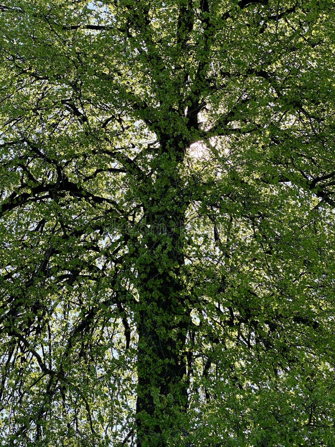 Nice tree. Old tree. stock image. Image of nice, leaf - 186714247