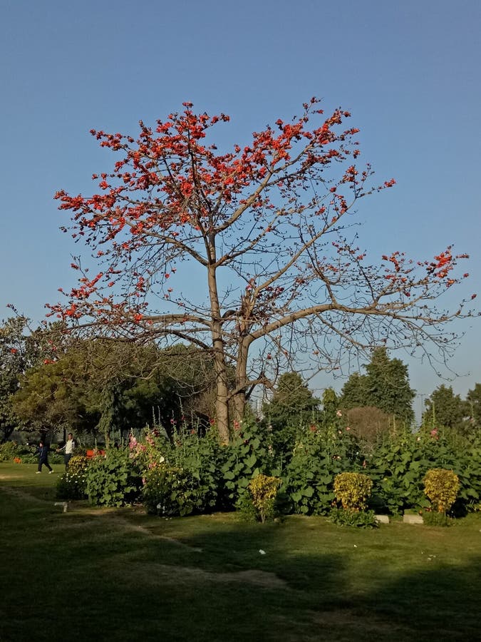 Nice tree stock image. Image of branch, spring, shrub - 88475145