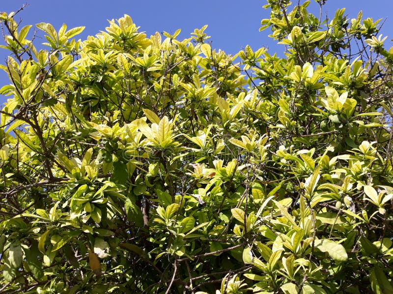 A Nice Tree Picture in Garden Stock Photo - Image of autumn, deciduous ...