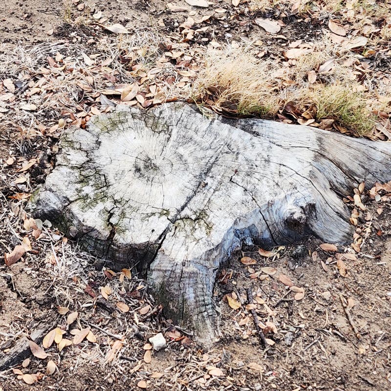 Nice Tree Ring Texture and Pattern in Stump Stock Photo - Image of ...