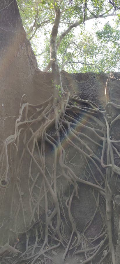 Rainbow Tree Roots Stock Photos - Free & Royalty-Free Stock Photos from ...