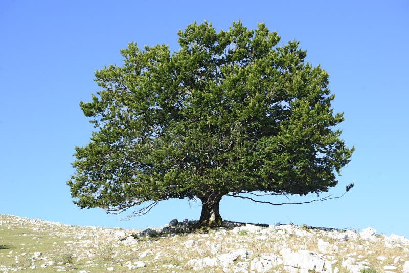Nice Tree in Surraounding of Blue Sky Stock Photo - Image of tree ...