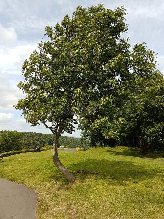 Nice tree stock photo. Image of tree, nature, wind, nice - 77305984