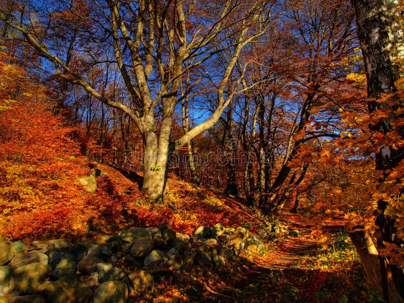 Nice trees stock image. Image of eden, farm, green, clear - 15635211