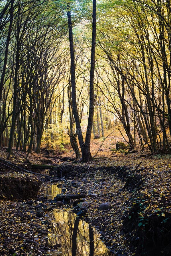 Nice Trees in the Autumn Forest Stock Image - Image of nice, green ...