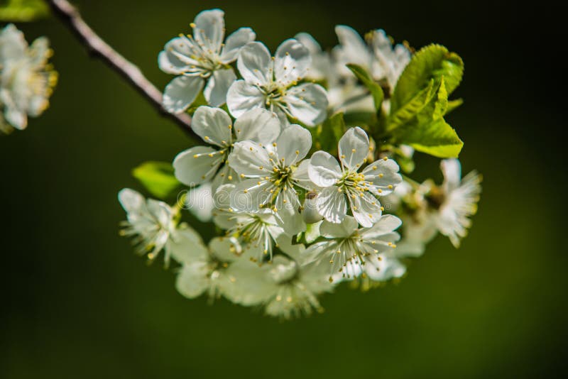 Nice Trees during Blooming in the Spring Stock Photo - Image of blossom ...