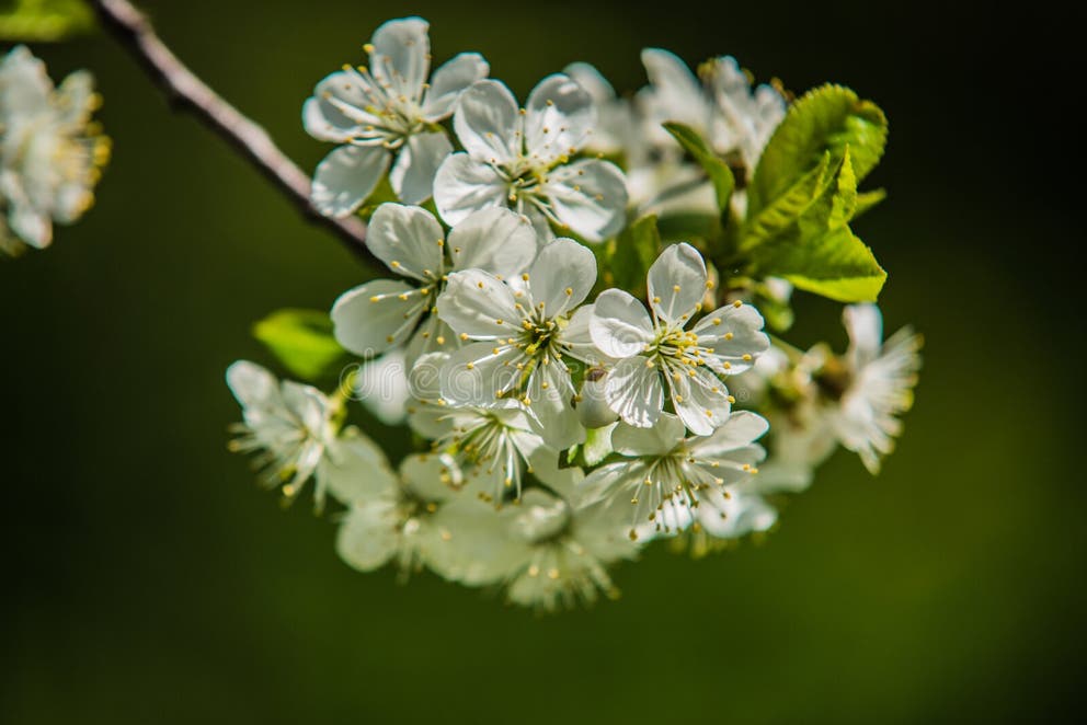 Nice Trees during Blooming in the Spring Stock Photo - Image of blossom ...