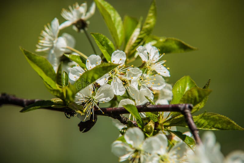 Nice Trees during Blooming in the Spring Stock Photo - Image of natural ...