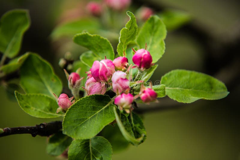 Nice Trees during Blooming in the Spring Stock Image - Image of bokeh ...