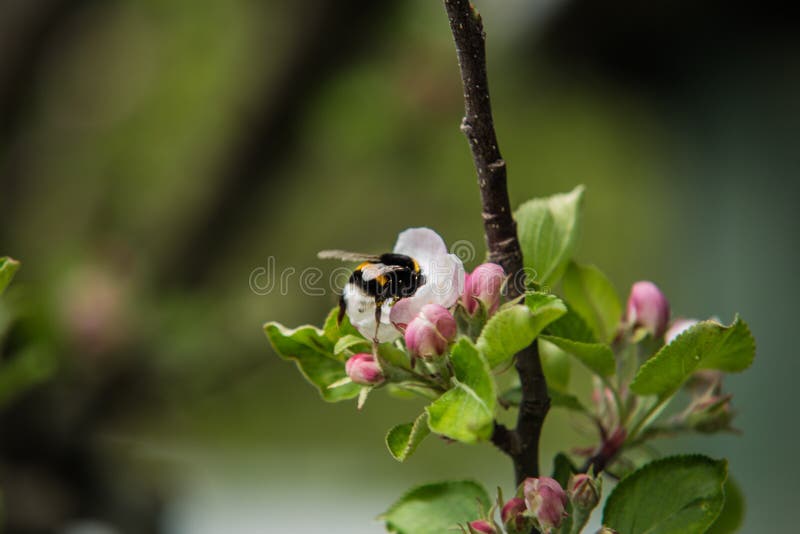Nice Trees during Blooming in the Spring Stock Photo - Image of fresh ...