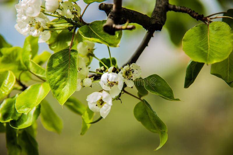 Nice Trees during Blooming in the Spring Stock Photo - Image of ...