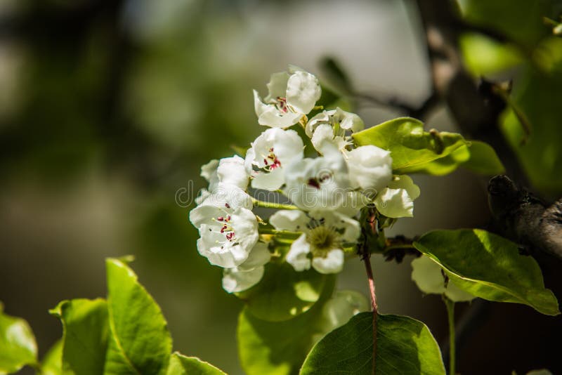 Nice Trees during Blooming in the Spring Stock Image - Image of flowers ...