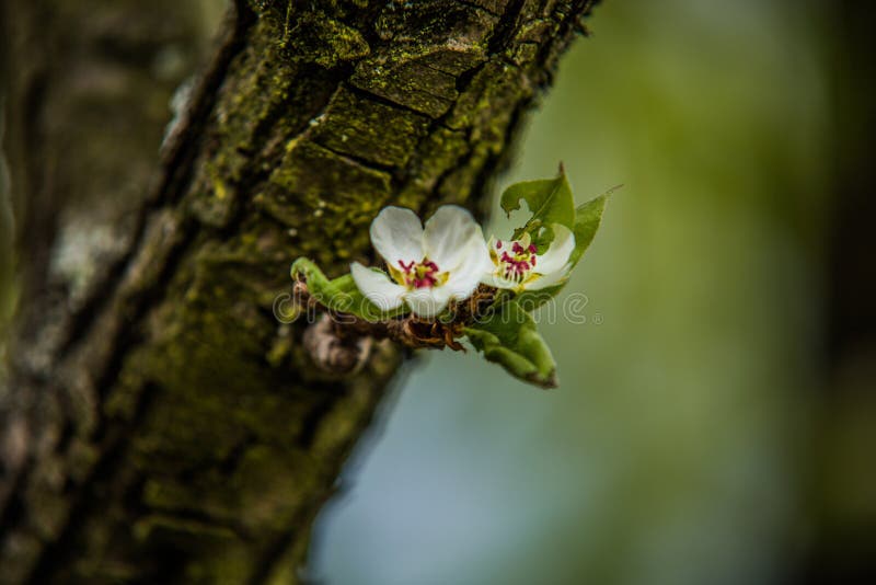 Nice Trees during Blooming in the Spring Stock Photo - Image of ...