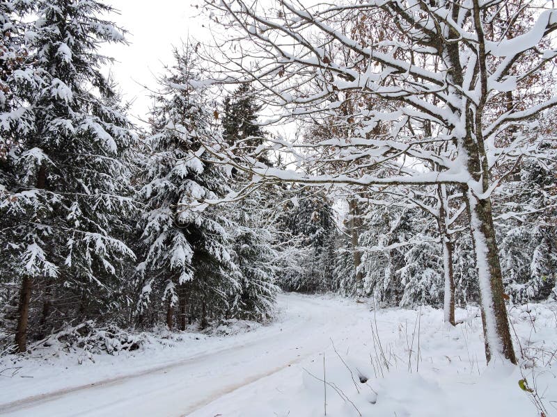 Road and Beautiful Snowy Trees in Winter, Lithuania Stock Image - Image ...