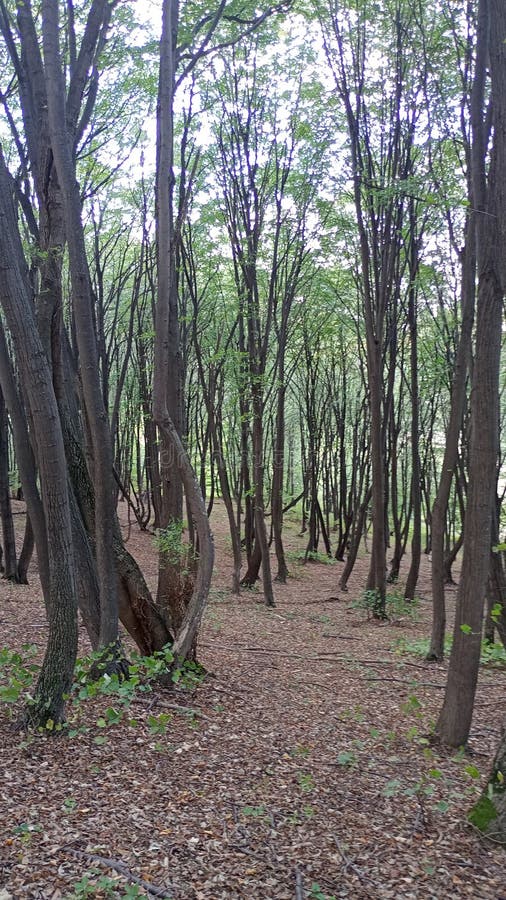 Nice Trees ,nice Day ,chill Stock Photo - Image of forest, spruce ...