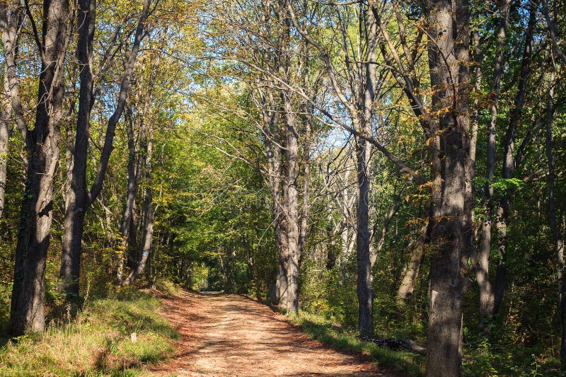 Nice Trees and Road in the Autumn Forest Stock Image - Image of color ...