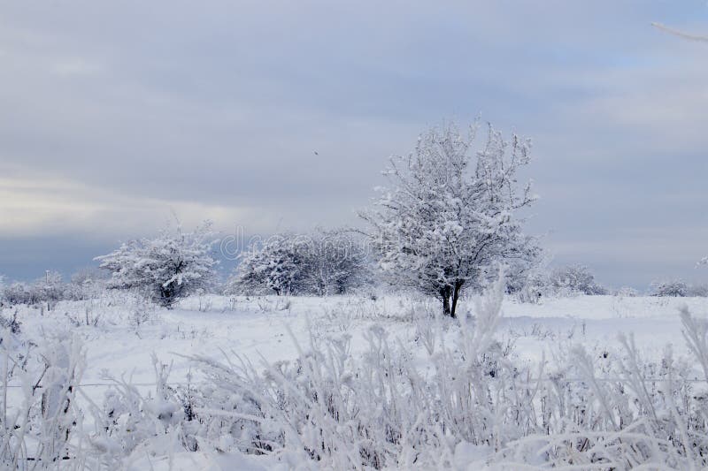 Nice Trees with Snow on the Meadow Stock Photo - Image of adventurous ...