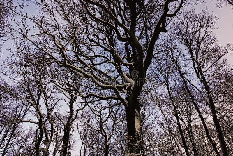 Nice Trees with Snow in the Winter Forest Stock Photo - Image of clouds ...