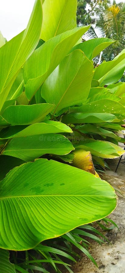 Nice Tropical Leaf in CafÃ© Stock Photo - Image of tropical, nice ...