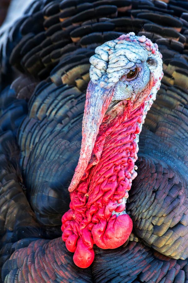 Nice turkey stock photo. Image of animal, gallopavo, brilliant - 45592038