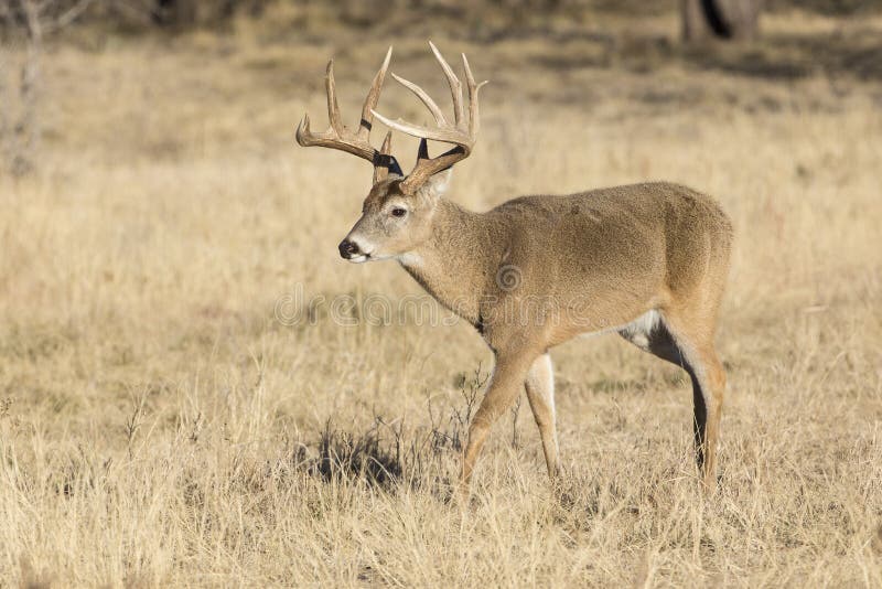 Gigantic Wide Spread Whitetail Buck Stock Photo - Image of fighting ...