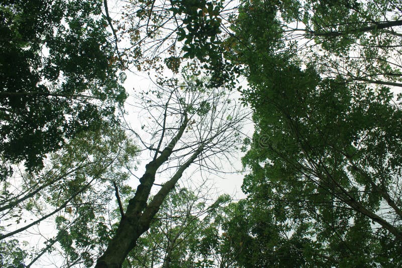 Nice under trees stock photo. Image of nice, look, trees - 123846188