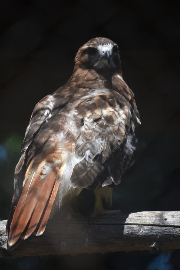 Nice Variety of Colors on the Red Tail Hawk Stock Image - Image of ...