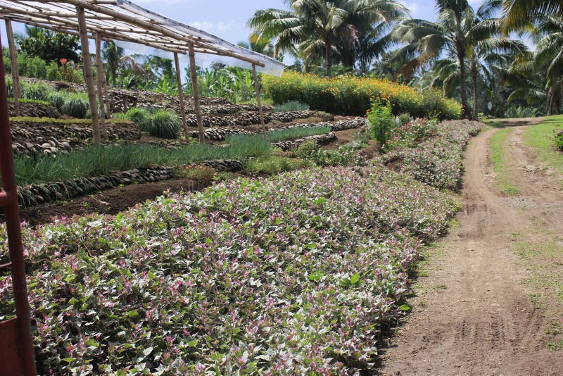 Nice Vegetation for Sloping Agriculture. Stock Image - Image of house ...