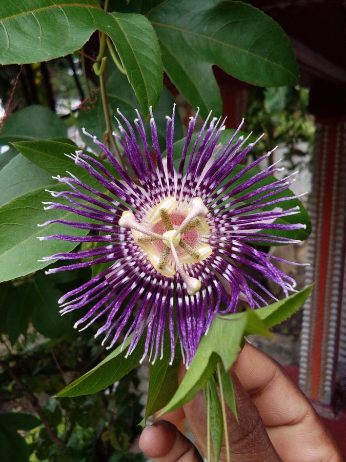 Nice very good imges stock photo. Image of nice, imges - 124665390