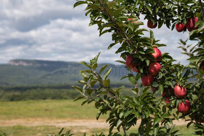 A Nice View and an Apple Tree Stock Photo - Image of branches, autumn ...