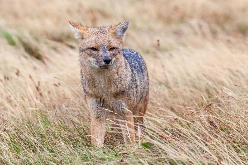 Nice View of the Beautiful, Wild Fox on Patagonian Soil Stock Image ...