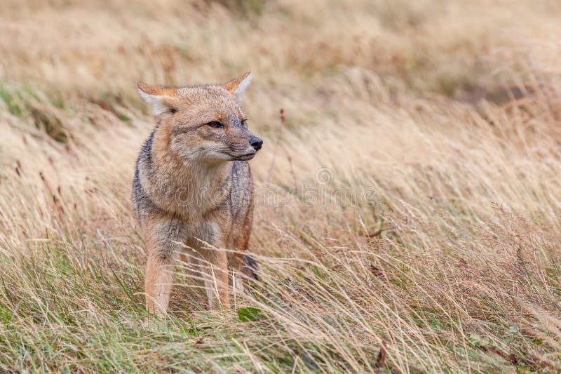 Nice View of the Beautiful, Wild Fox on Patagonian Soil Stock Photo ...