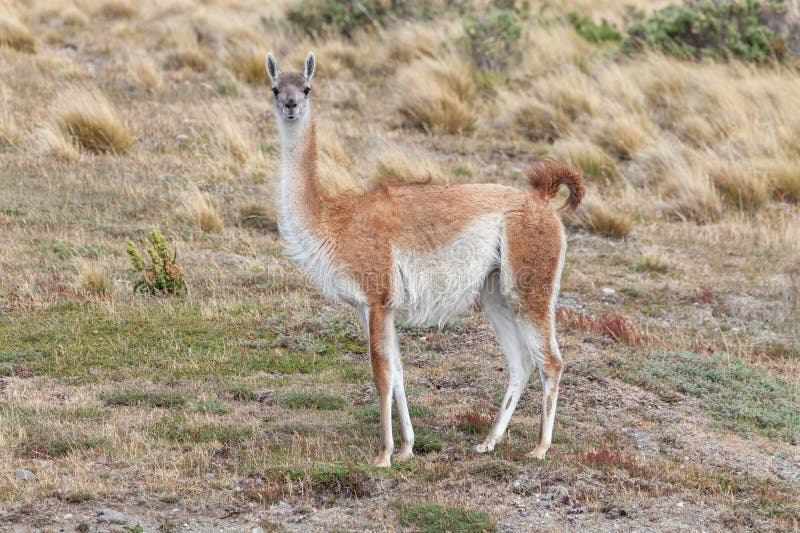 Nice View of the Beautiful, Wild Guanaco on Patagonian Soil Stock Image ...