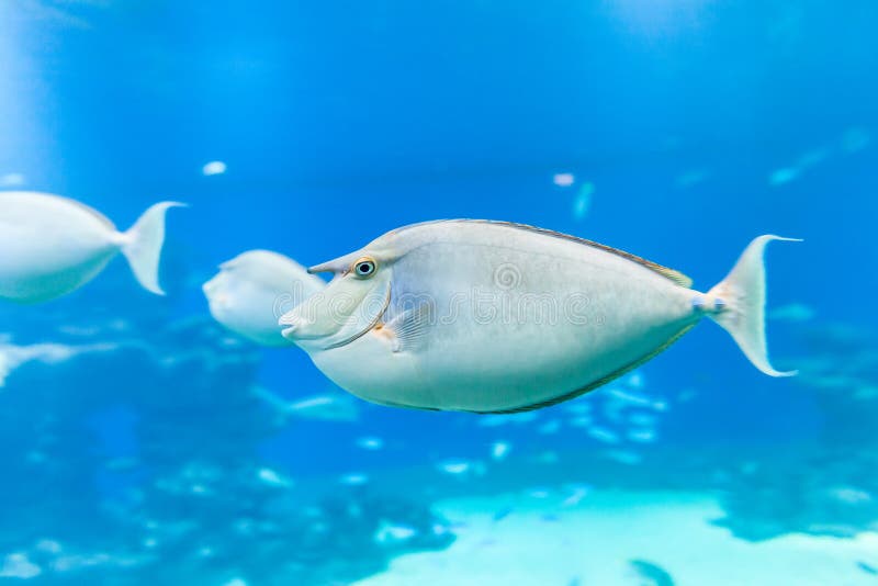 Nice view of big fish. stock image. Image of aquarium - 129975789