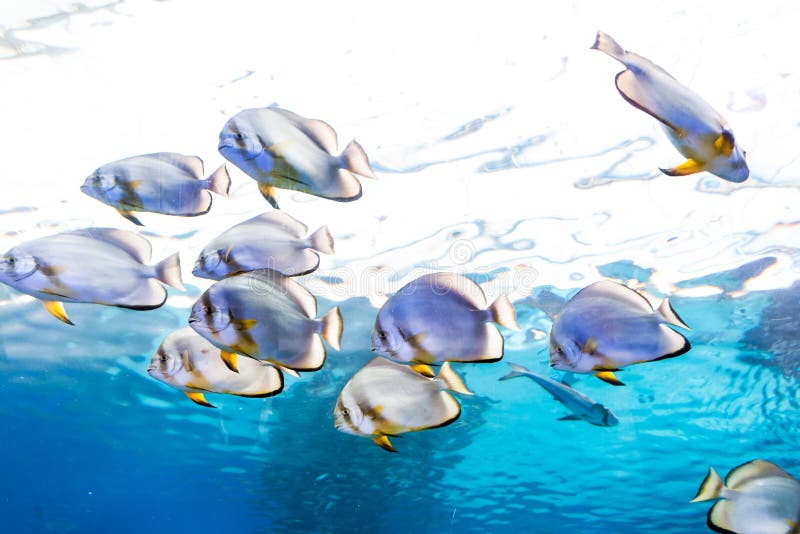 Nice view of big fish stock photo. Image of travel, life - 187435208