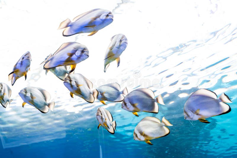 Nice view of big fish stock image. Image of life, ocean - 187435239