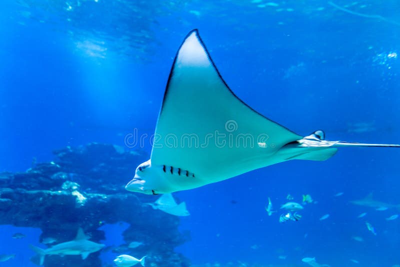 Nice view of big ray stock photo. Image of ocean, nature - 168972340
