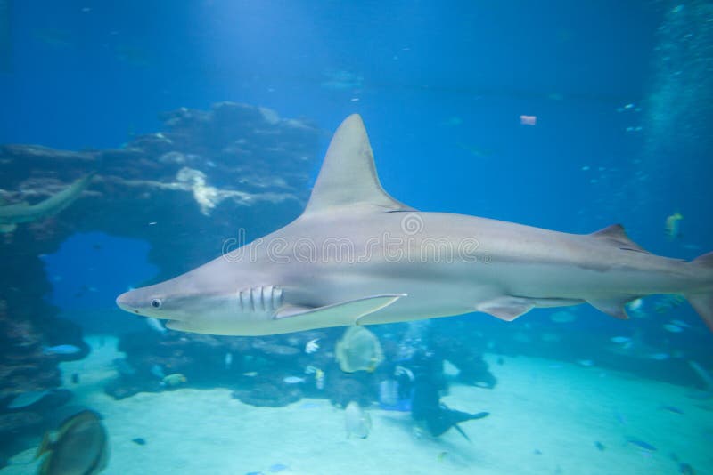 Nice view of big shark stock image. Image of israel - 167563769