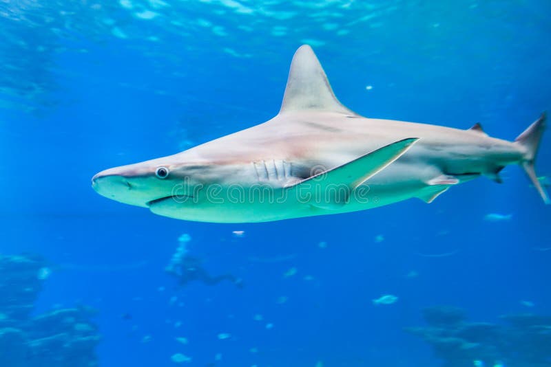 Nice view of big shark stock image. Image of aquarium - 187435127