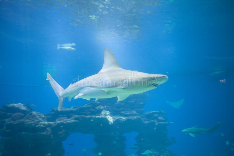 Nice view of big shark stock photo. Image of shark, aquarium - 198550454