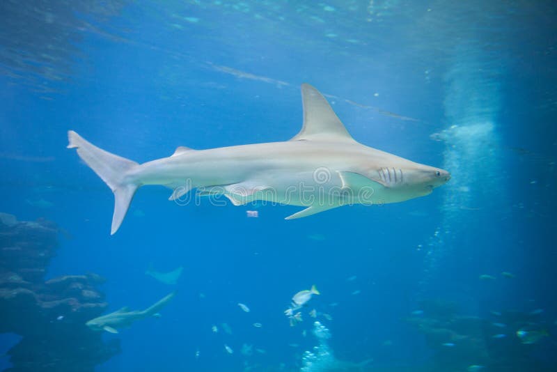 Nice view of big shark stock photo. Image of marine - 203994612