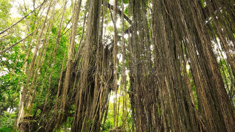 Nice View of a Green Trees with Hanging Roots Stock Image - Image of ...