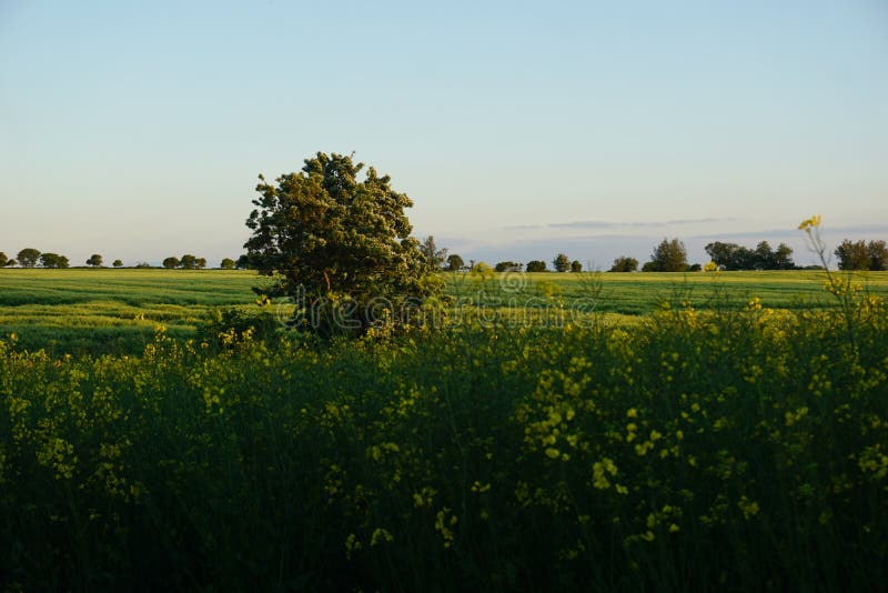 Nice View of a Green and Yellow Field with Single Tree in the Middle ...