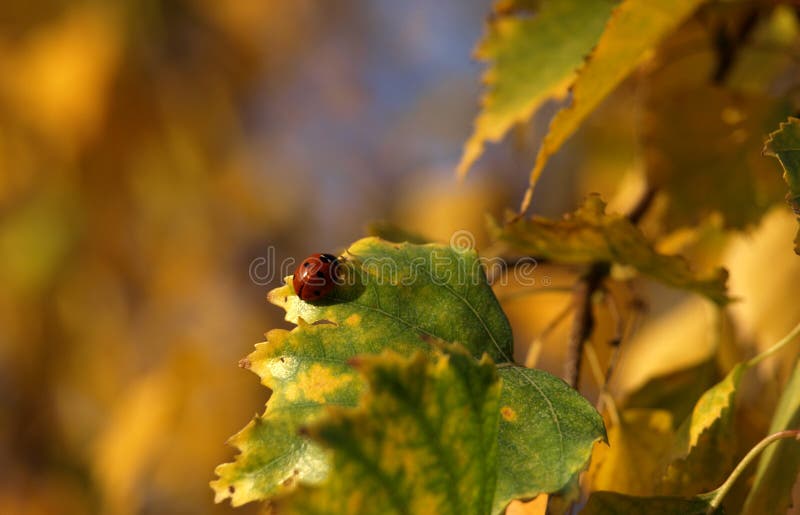 Ladybug in fall time. stock image. Image of ladybug - 167810293