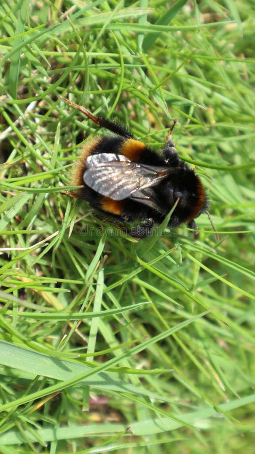 A Nice View Looking Down at a Bumblebee Moving through the Grass Stock ...