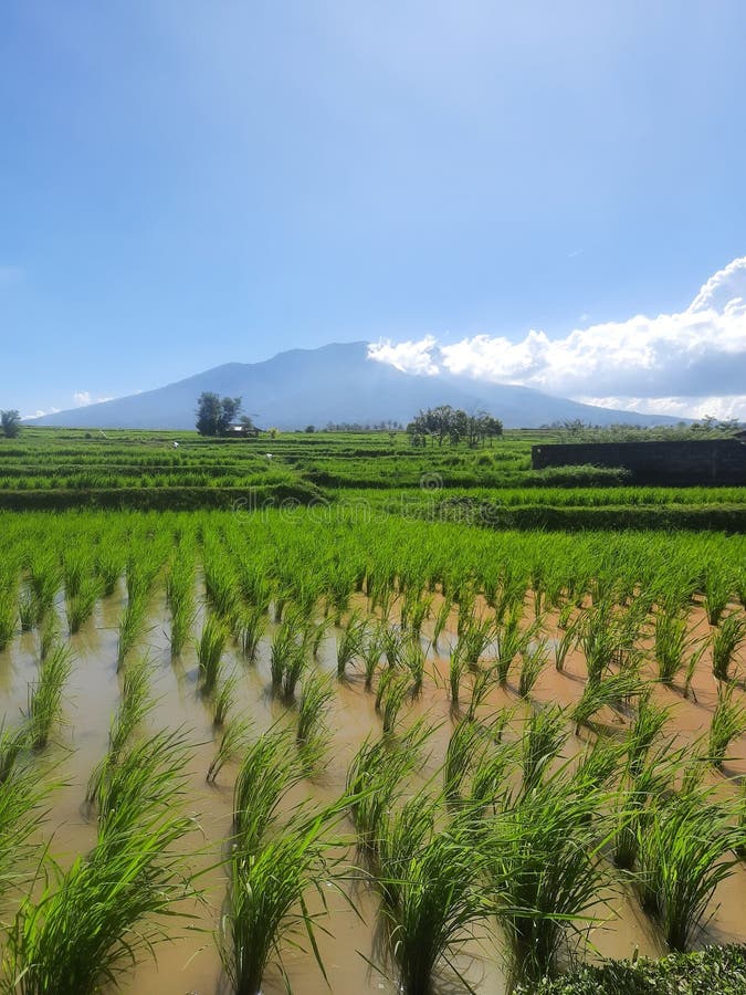 Nice View a Mountain with Paddy-field Stock Photo - Image of nice ...