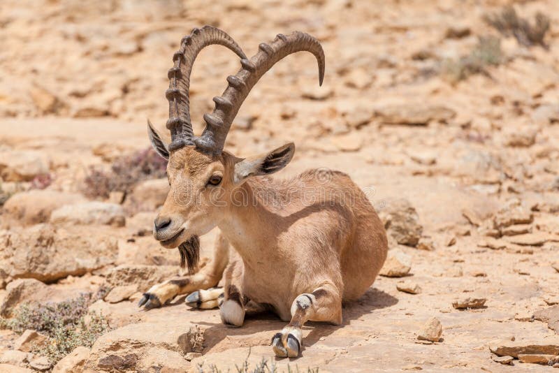 Nice View of Nubian Ibex Goat Stock Photo - Image of national, makhtesh ...